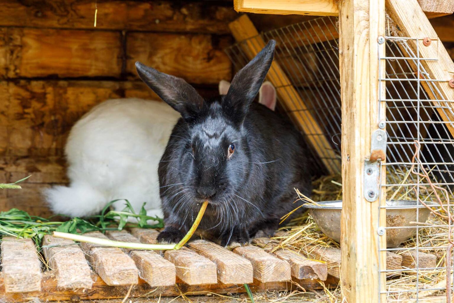 Services – Bunny Rabit Boarding